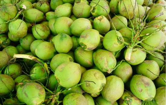 Coconuts Export from India - JYOTHIRMAI EXIM